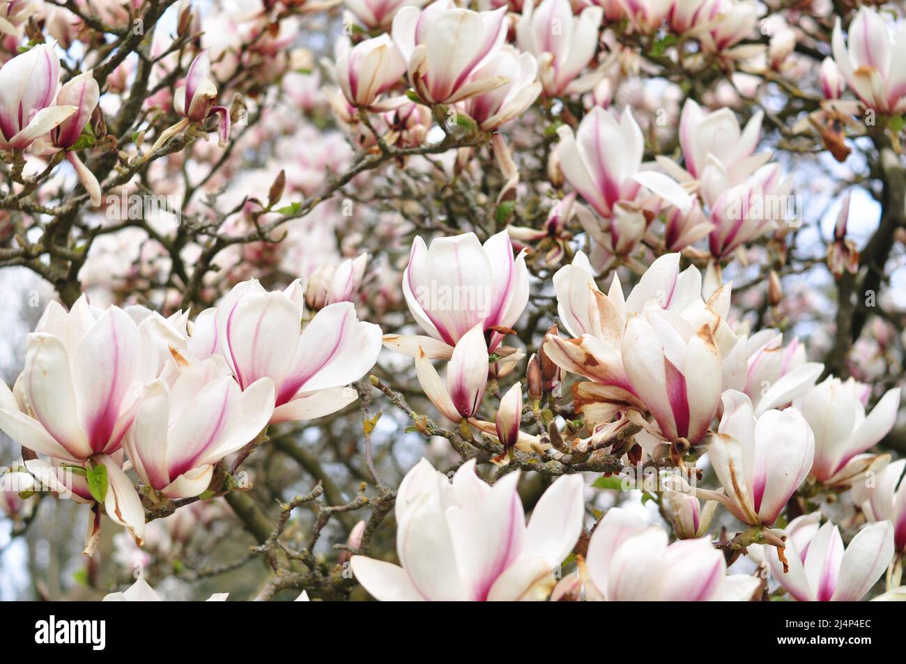 Gardenia tree hi-res stock photography and images - Alamy