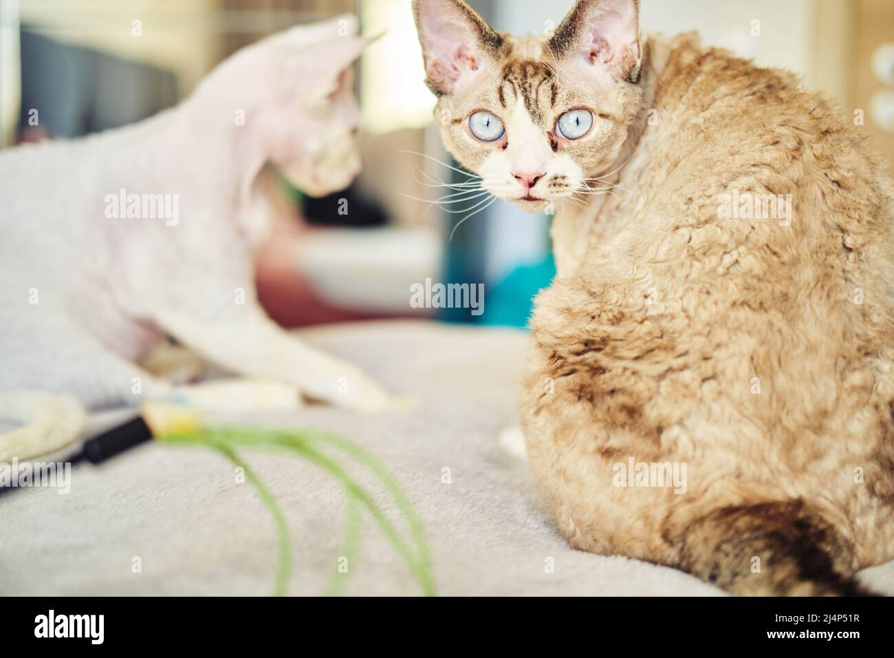 Sphynx Devon Rex cat close-up. Portrait of a pet Stock Photo - Alamy