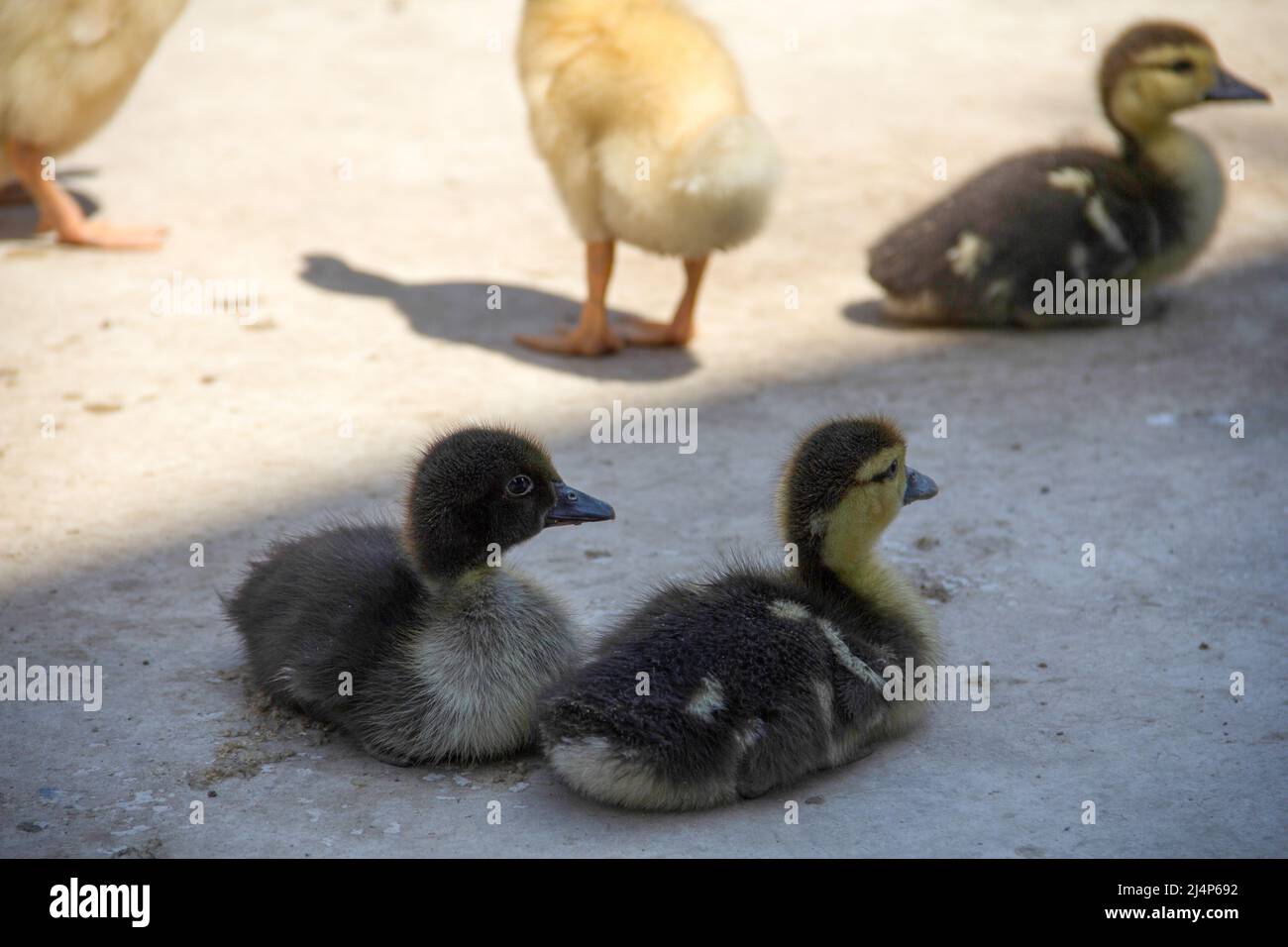 Yellow and striped Ducklings together Stock Photo - Alamy