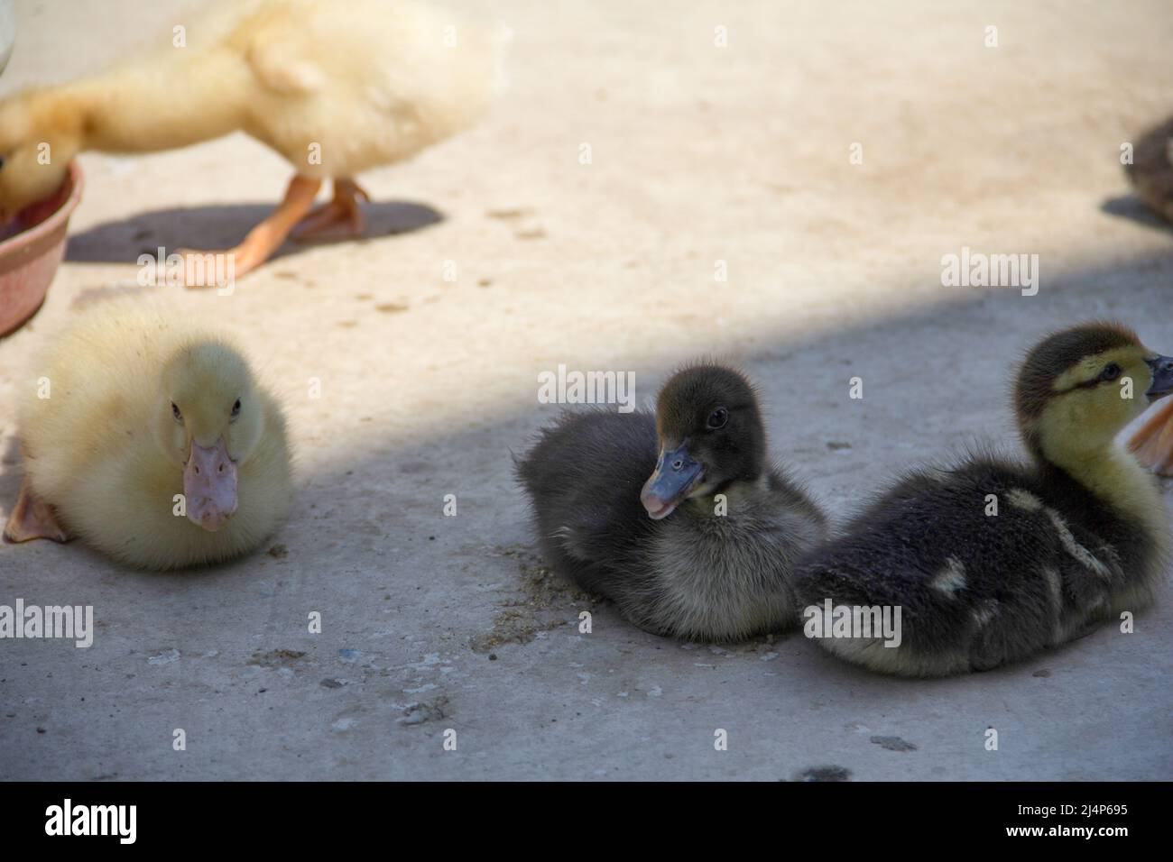 Striped ducklings hi-res stock photography and images - Alamy