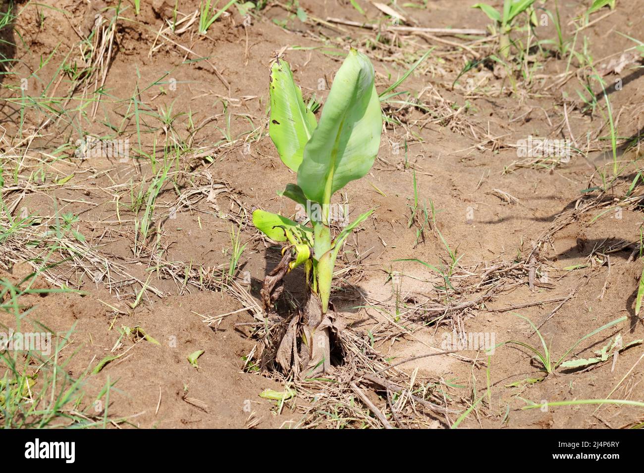 Close-up photo of small banana plant in the garden Stock Photo - Alamy
