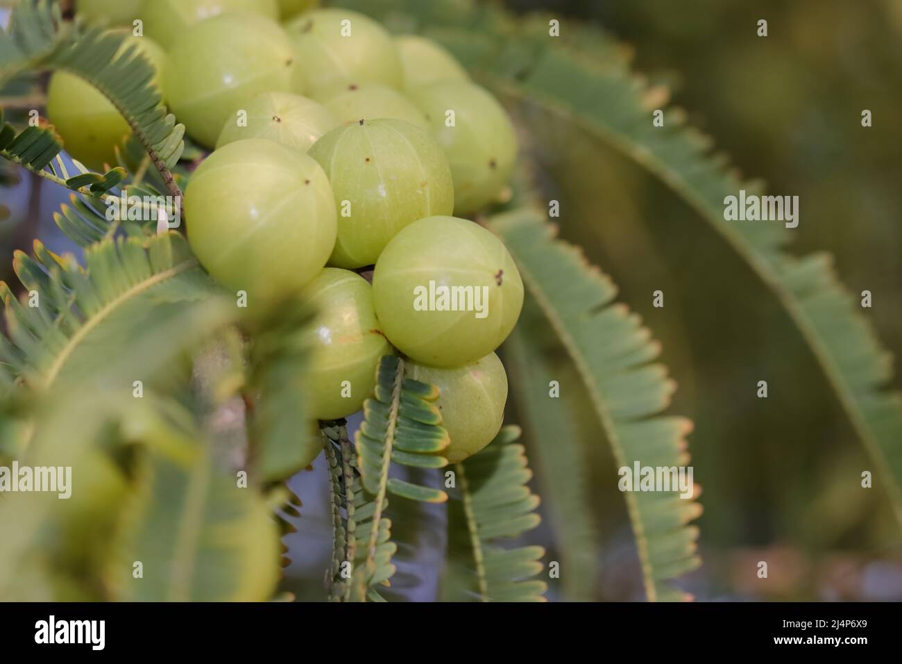 Close-up photo of green fresh indian gooseberry (amla) fruit hanging on ...