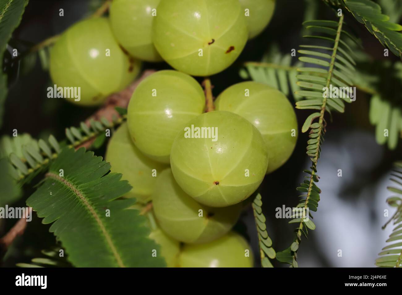 Close-up photo of green fresh indian gooseberry (amla) fruit hanging on ...