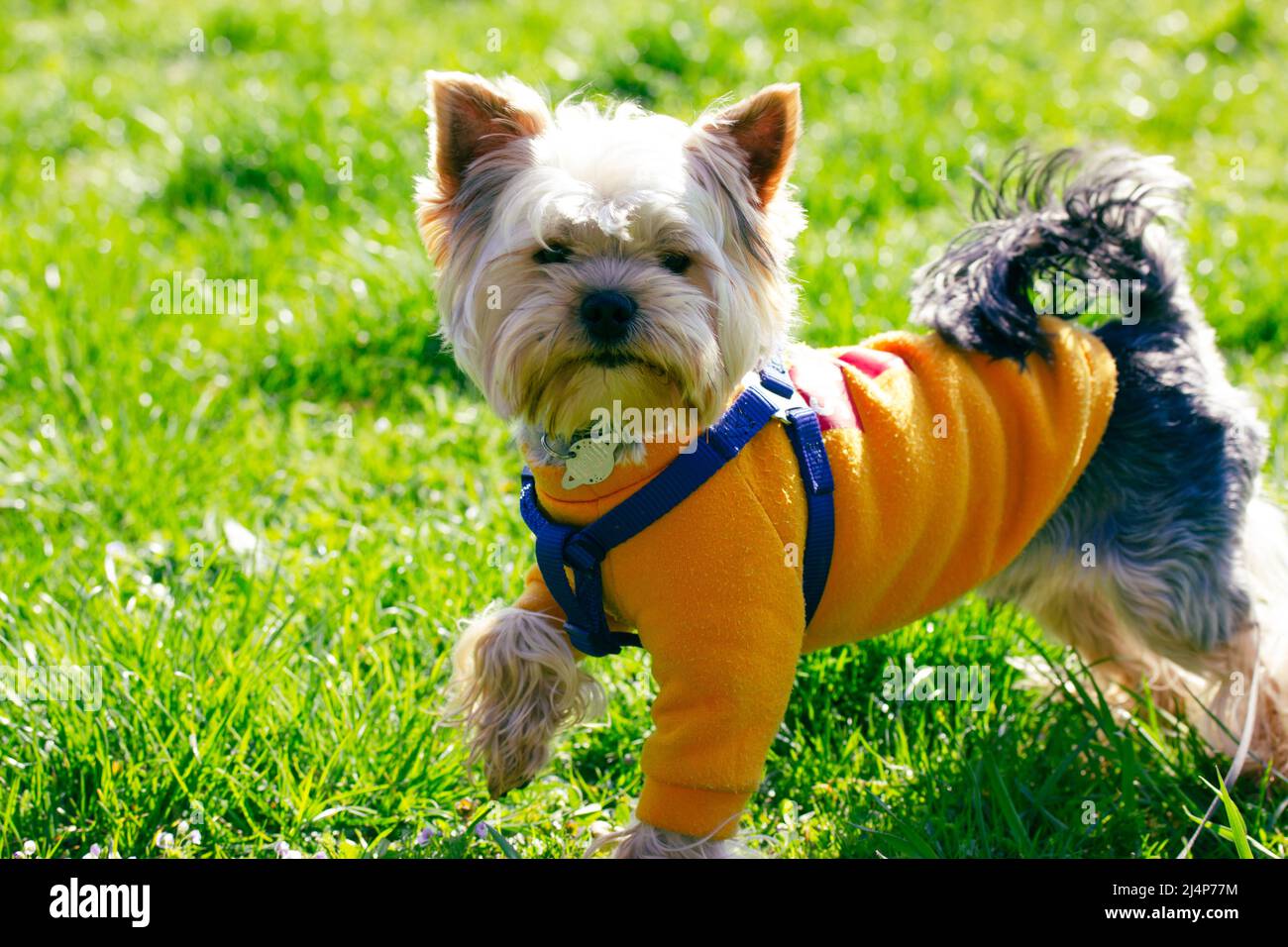 Funny cute Yorkshire Terrier dog with paw up standing on green grass ...