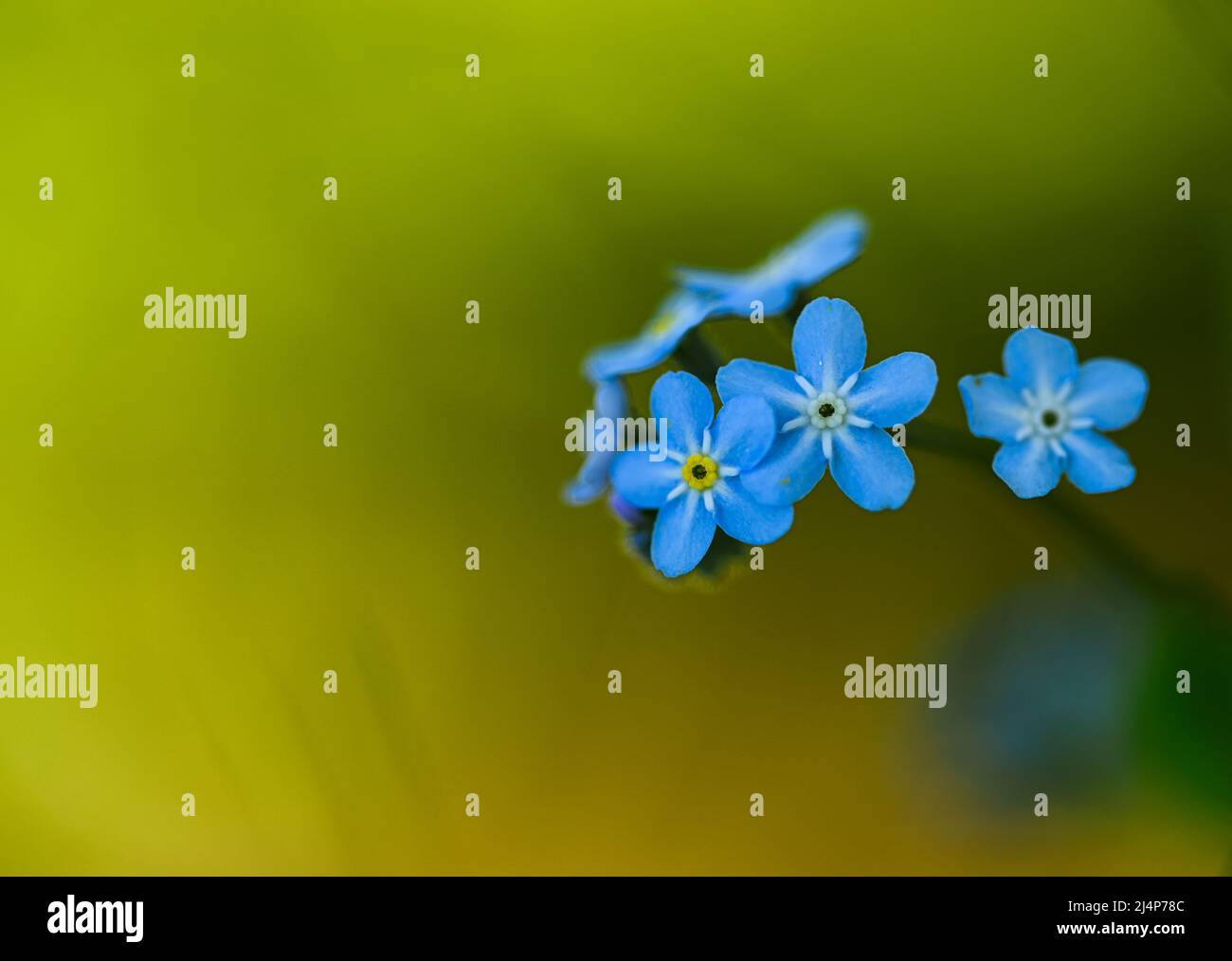 Myosotis boraginaceae hi-res stock photography and images - Alamy