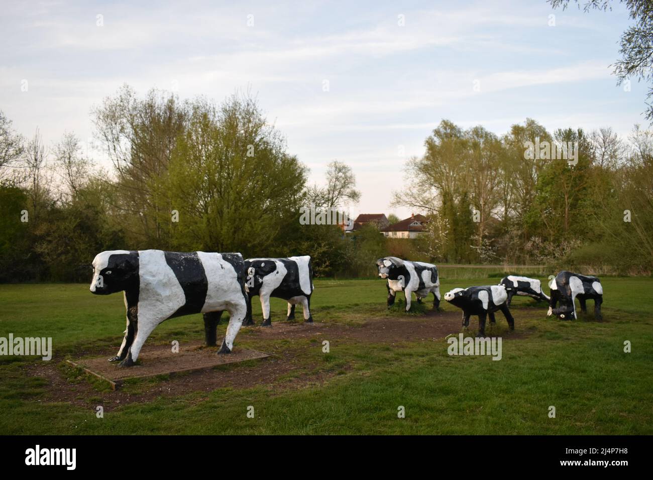 The famous concrete cows at Bancroft in Milton Keynes Stock Photo - Alamy