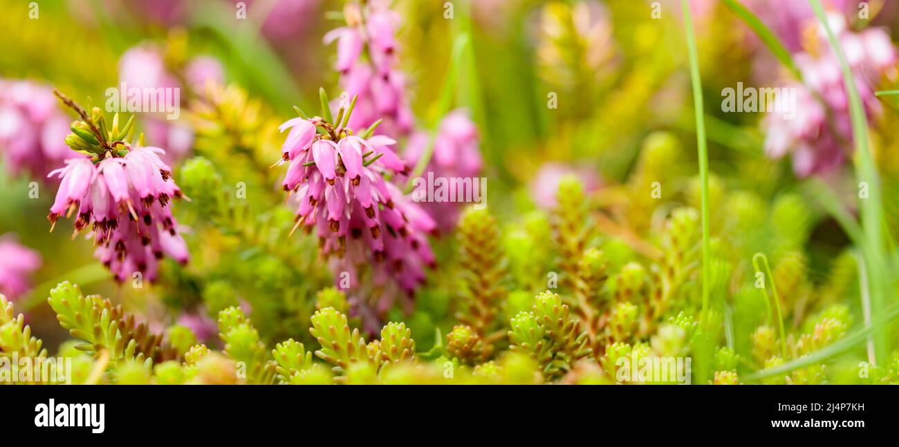 Blooming erica carnea on the field. Pink erica carnea flowers on a ...