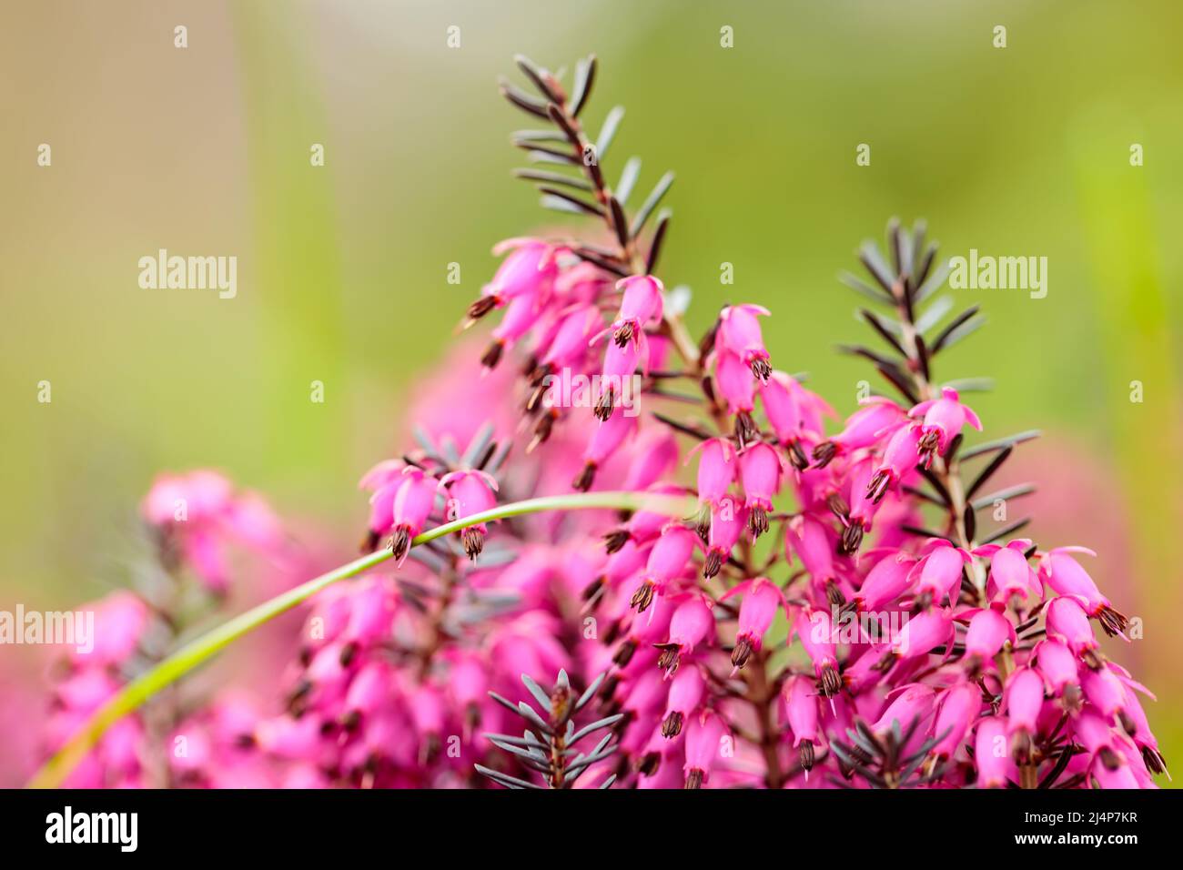 Blooming erica carnea on the field. Pink erica carnea flowers on a ...
