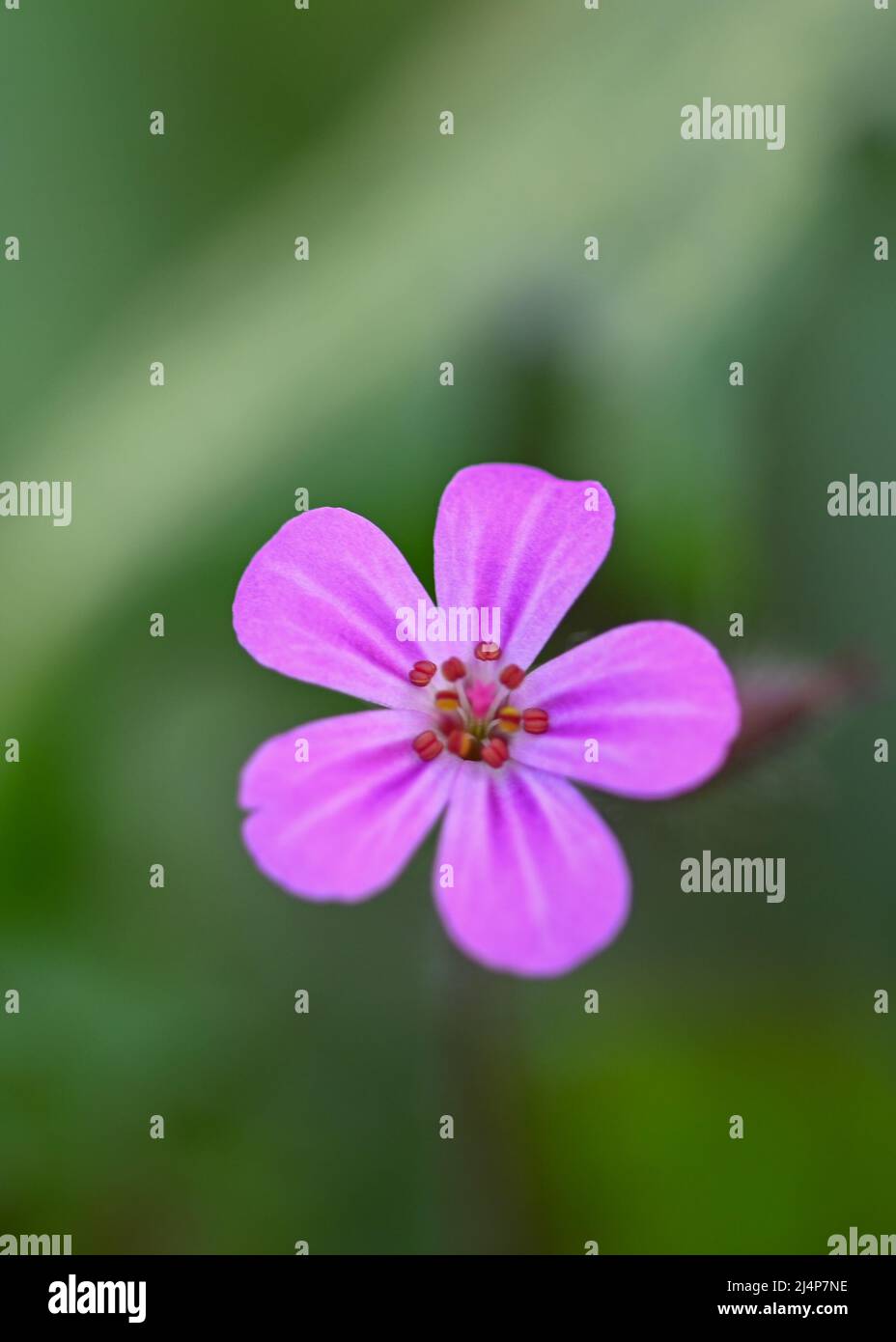 Fox geranium plant hi-res stock photography and images - Alamy