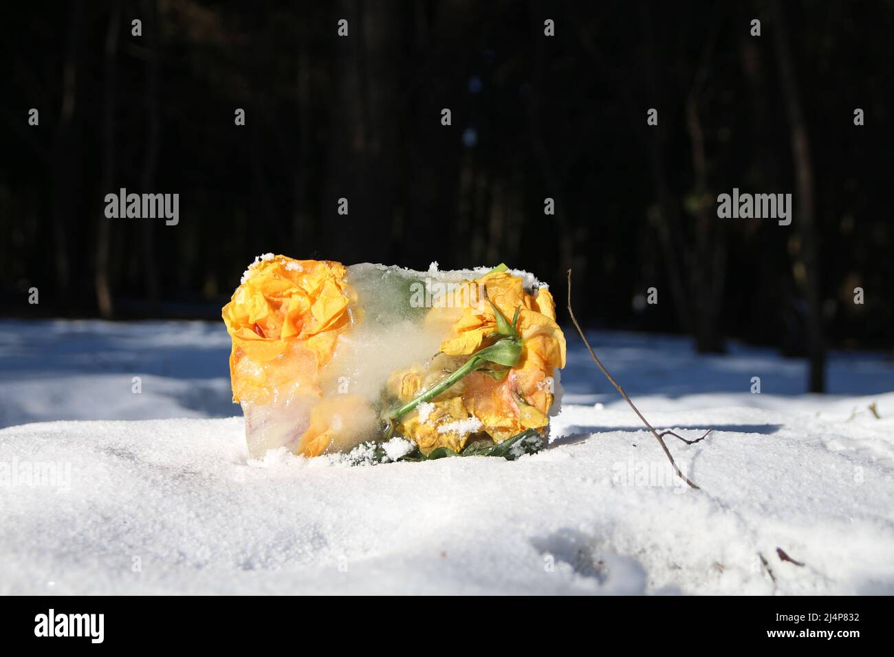 frozen rose on a snowy field Stock Photo - Alamy