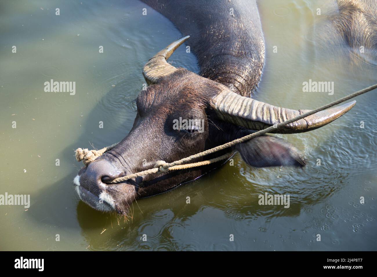 Buffalo taking a bath in Yangshuo, China Stock Photo - Alamy