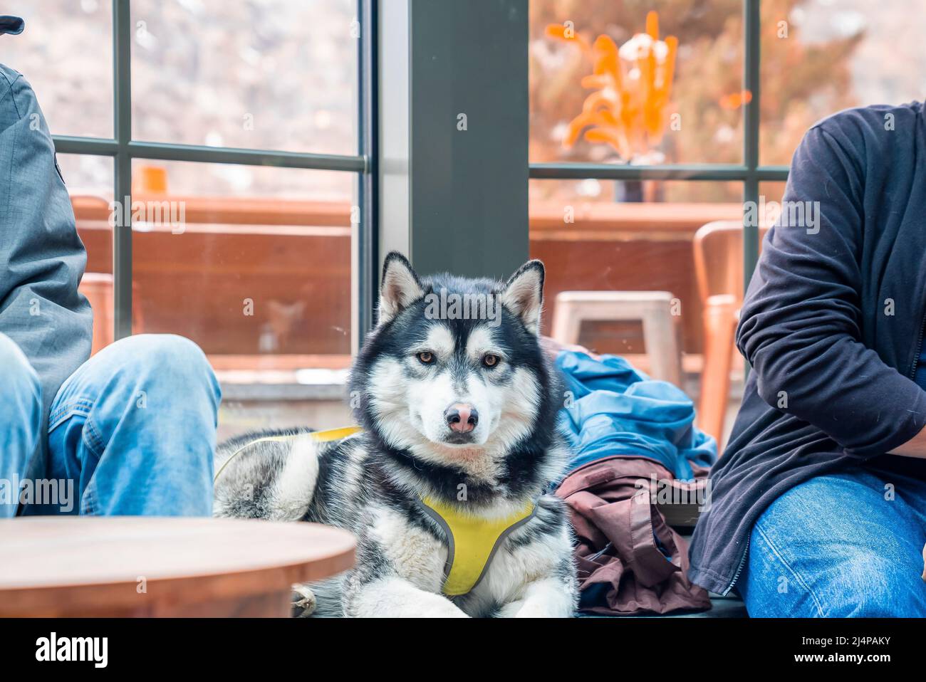 Siberian Husky sitting with tourists against glass window at ski resort ...