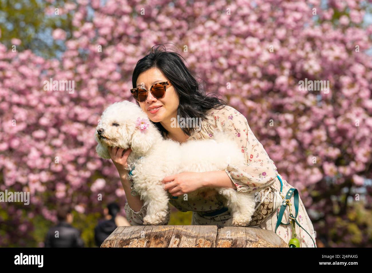 Alice Liang enjoys the sun with Momo, her 3 year old bichon frise dog ...