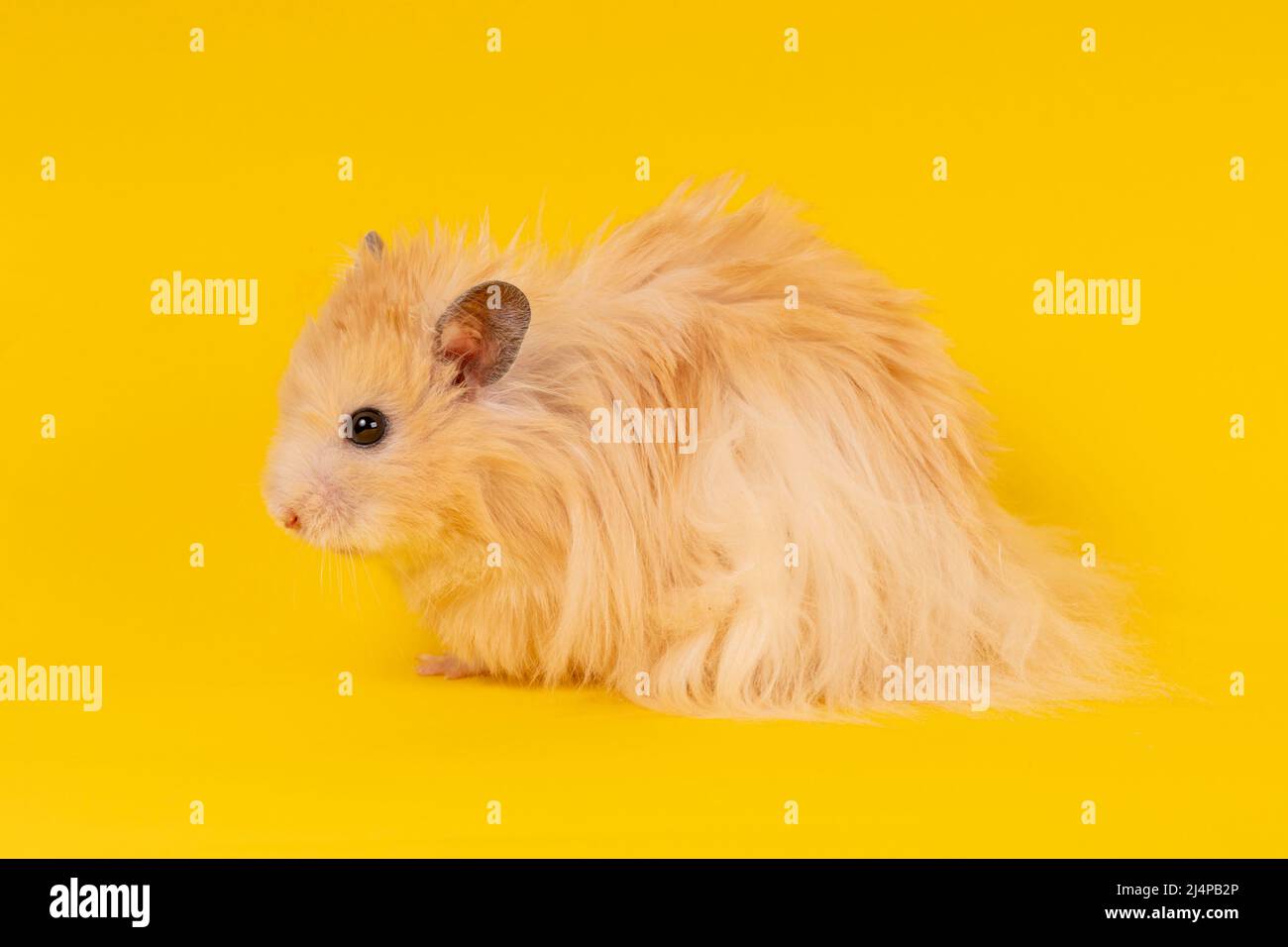 angora hamster on a yellow background. animal rodent. High quality ...