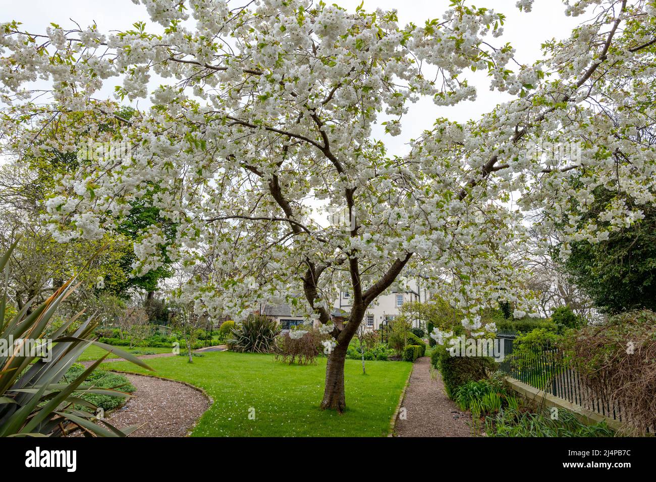 Cherry blossom tree bloom white spring hi-res stock photography and ...