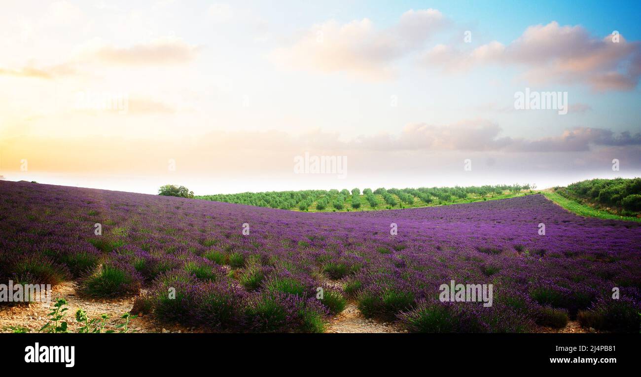 Blooming Lavender field Stock Photo - Alamy