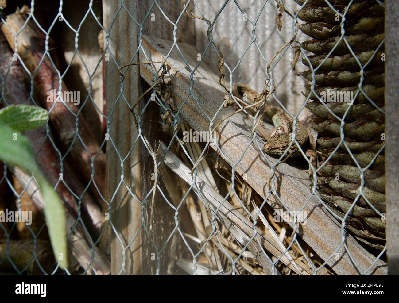 A common wall lizard inside a bug hide / insect hotel Stock Photo - Alamy