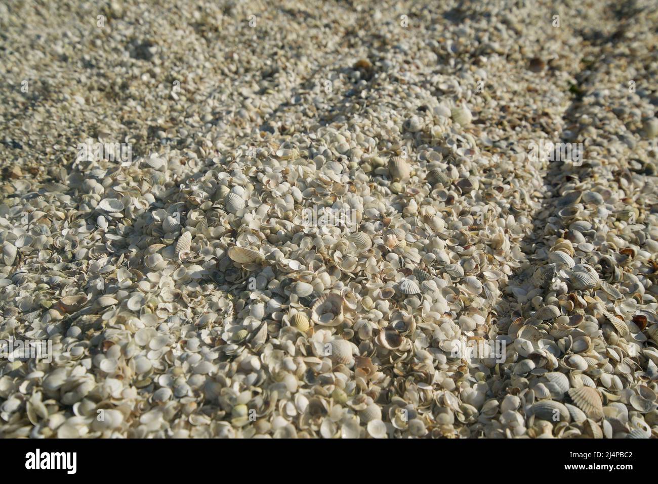 A beach made up of small shells, a Shell Beach up close, white shells ...
