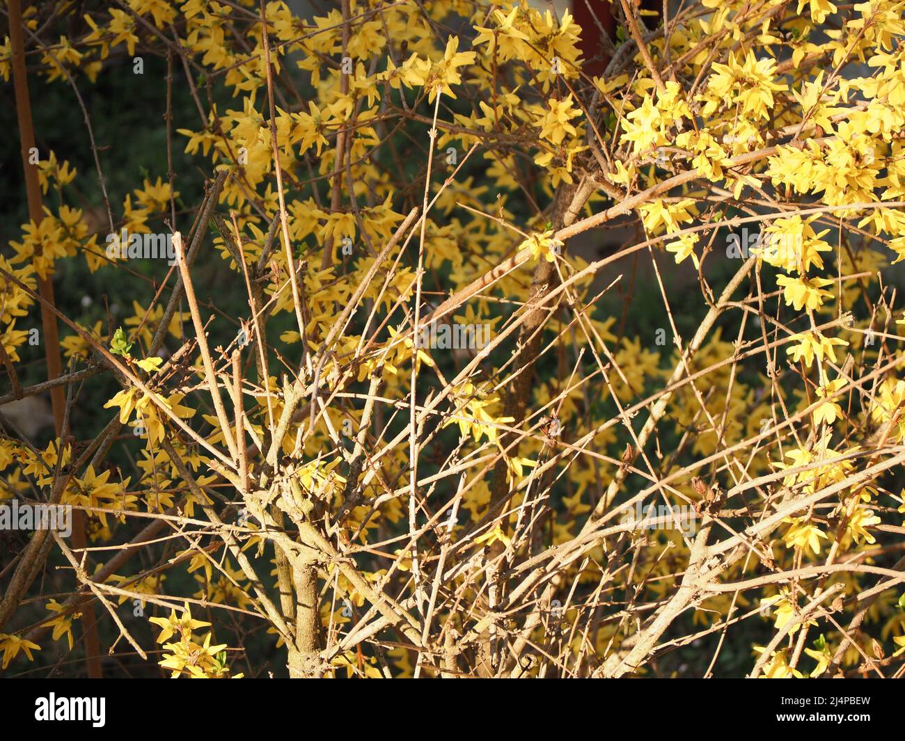 forsythia scientific name Forsythia x intermedia tree Stock Photo - Alamy