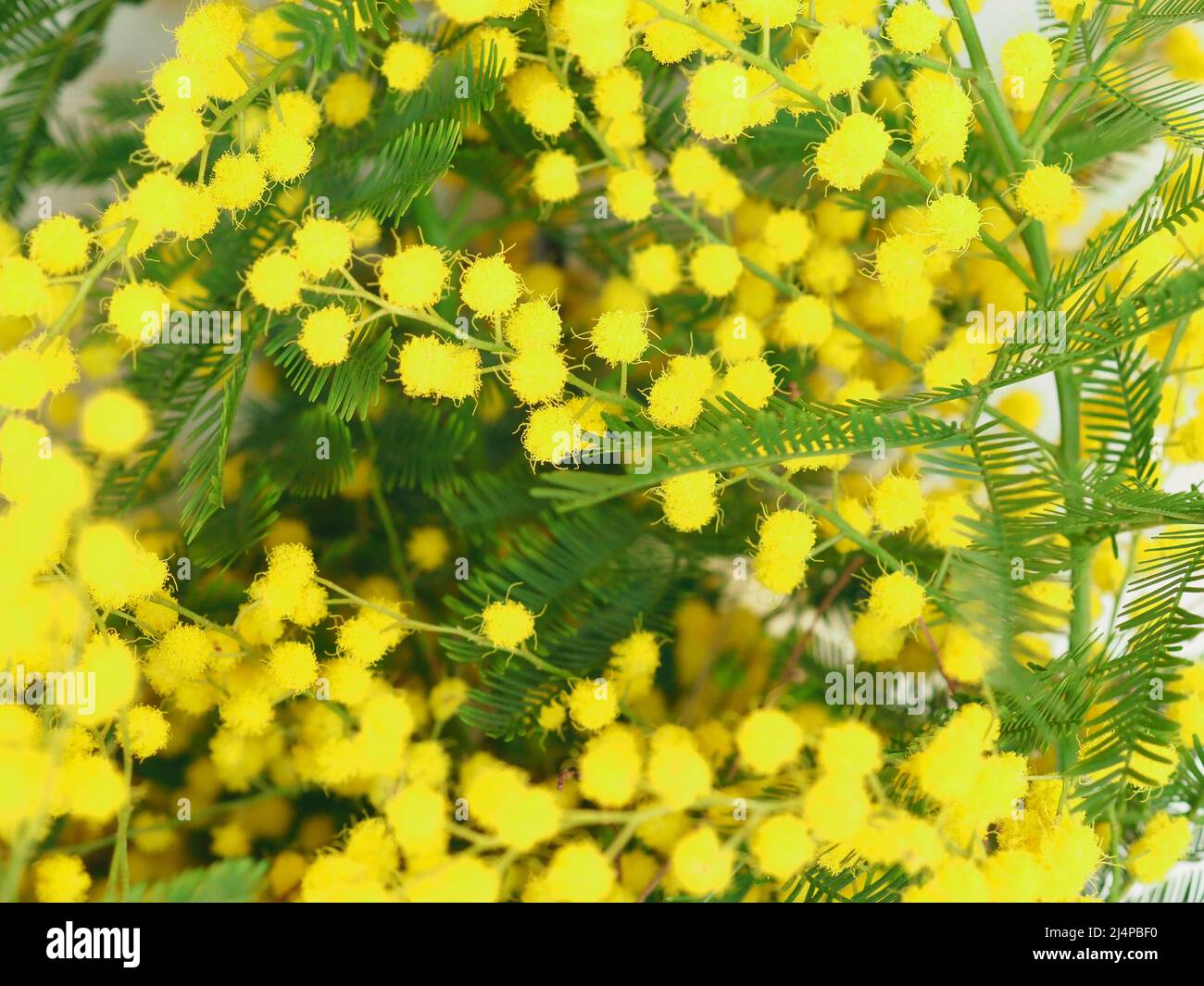 mimosa aka silver wattle scientific name Acacia dealbata yellow flower ...