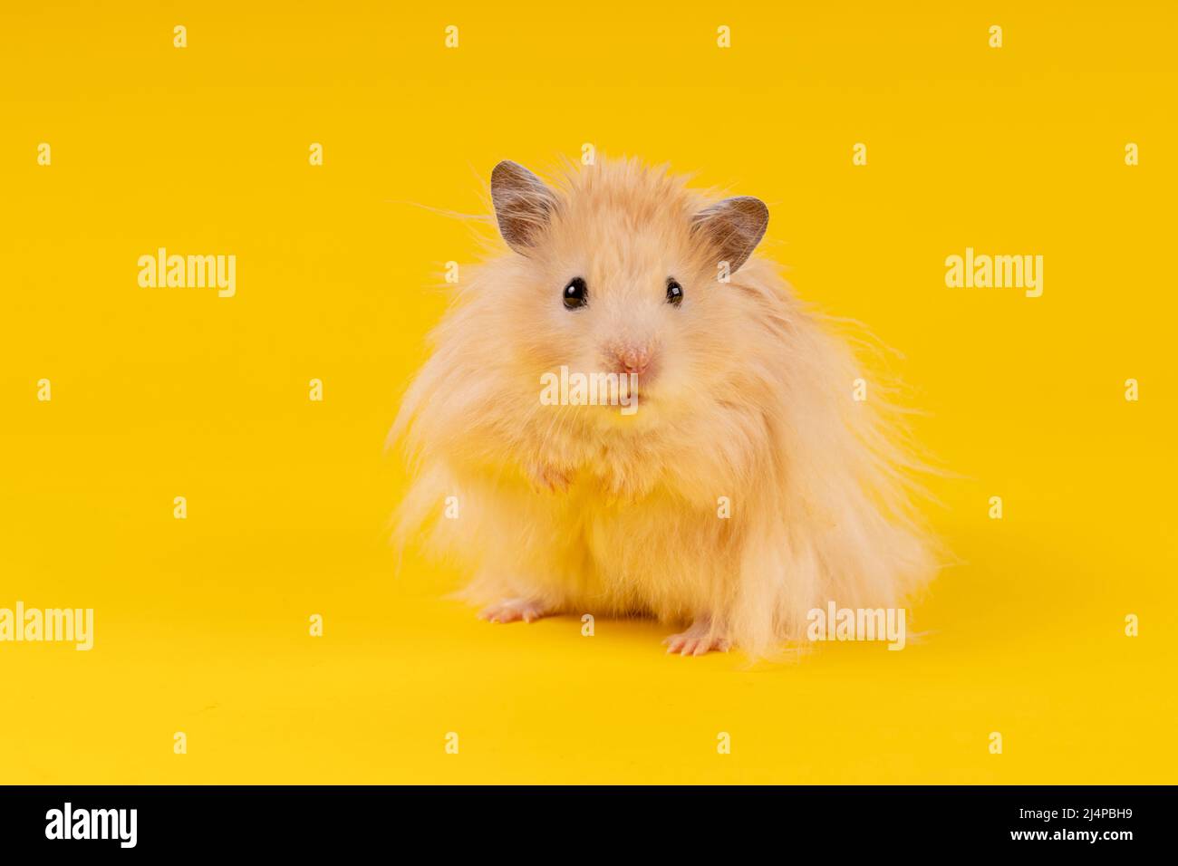 long-haired hamster on a yellow background. animal rodent. High quality ...