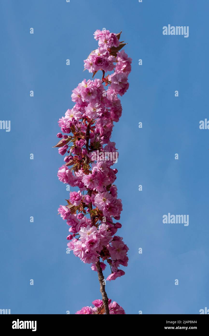 Cheery hi-res stock photography and images - Alamy