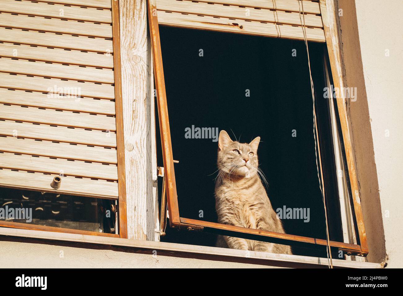 The cat on the window Stock Photo - Alamy