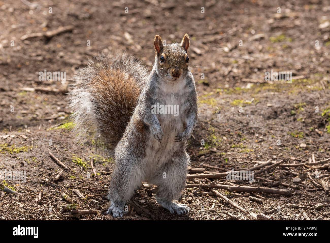 Squirrel stands hi-res stock photography and images - Alamy