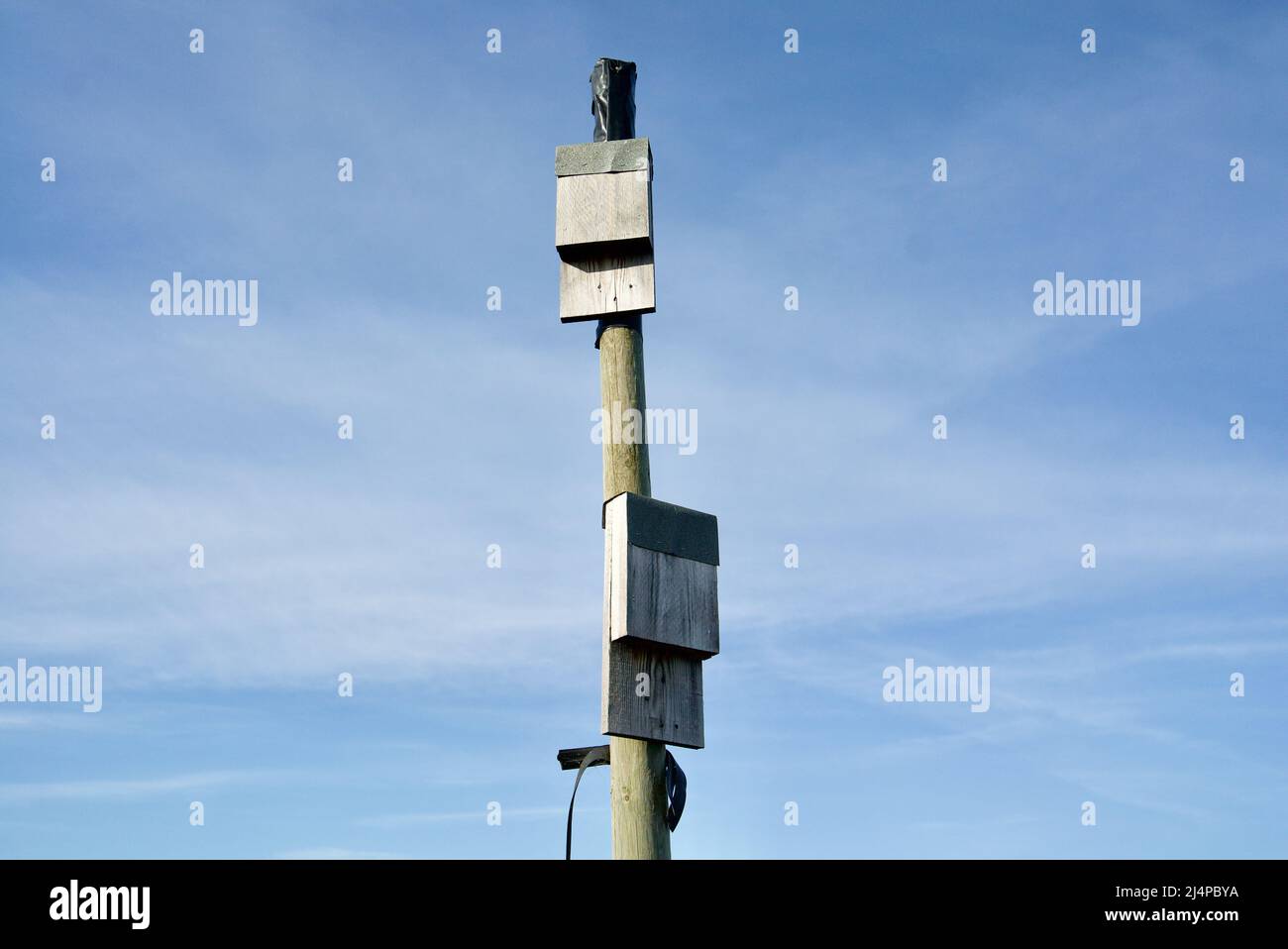 Wooden bat boxes on a wooden pole / bat box / wildlife house / nature ...
