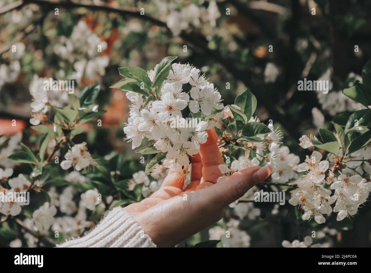 Woman spring flowers magical hi-res stock photography and images - Alamy