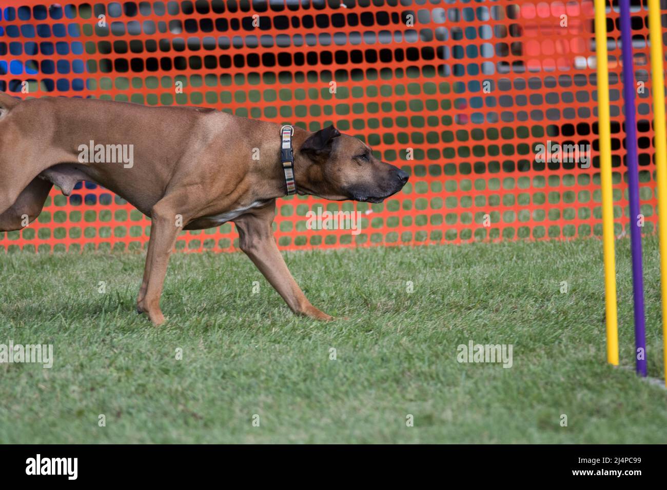 Rhodesian Ridgeback running across the agility course Stock Photo - Alamy