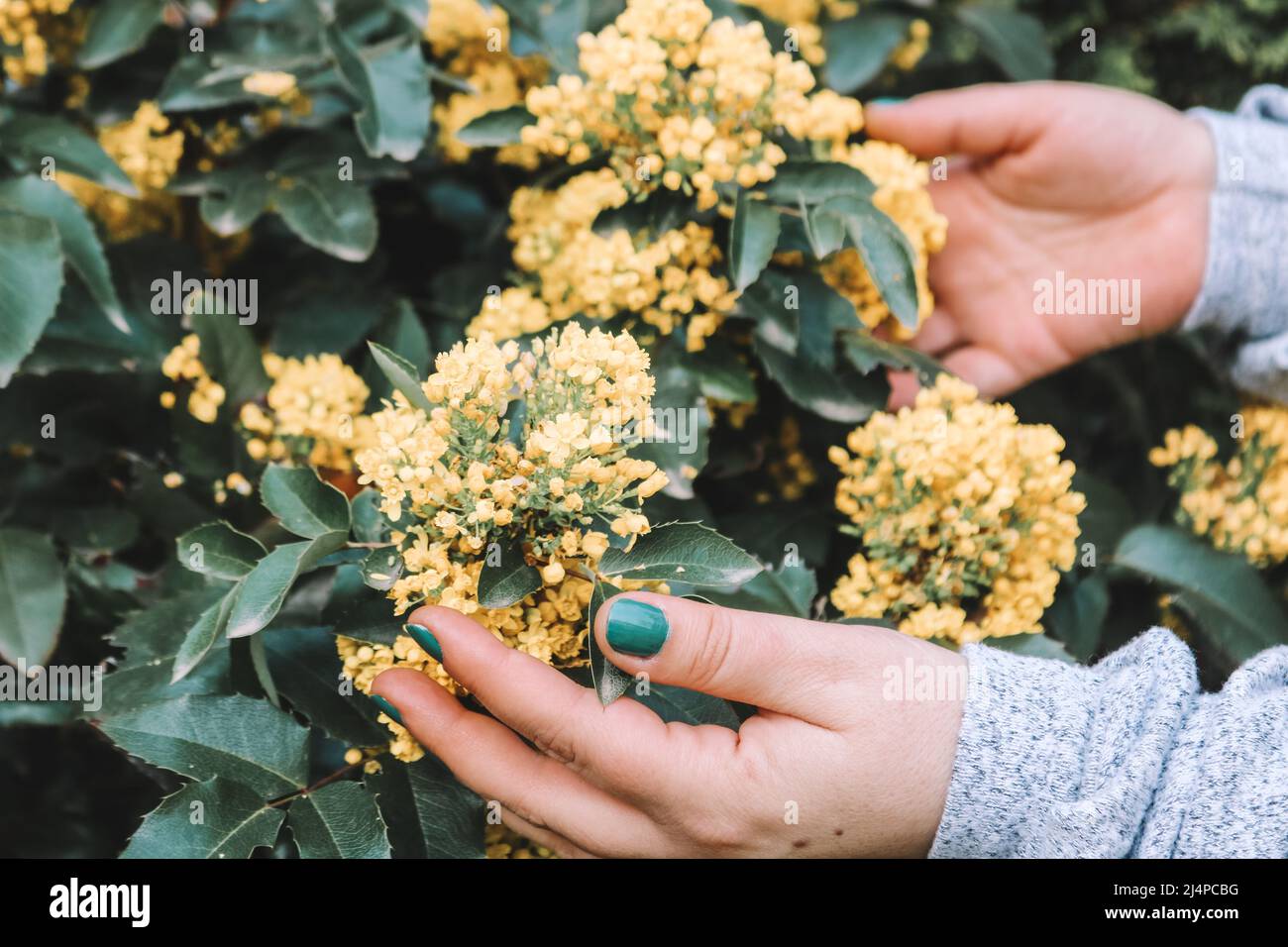 Spring flowers in hands hi-res stock photography and images - Alamy