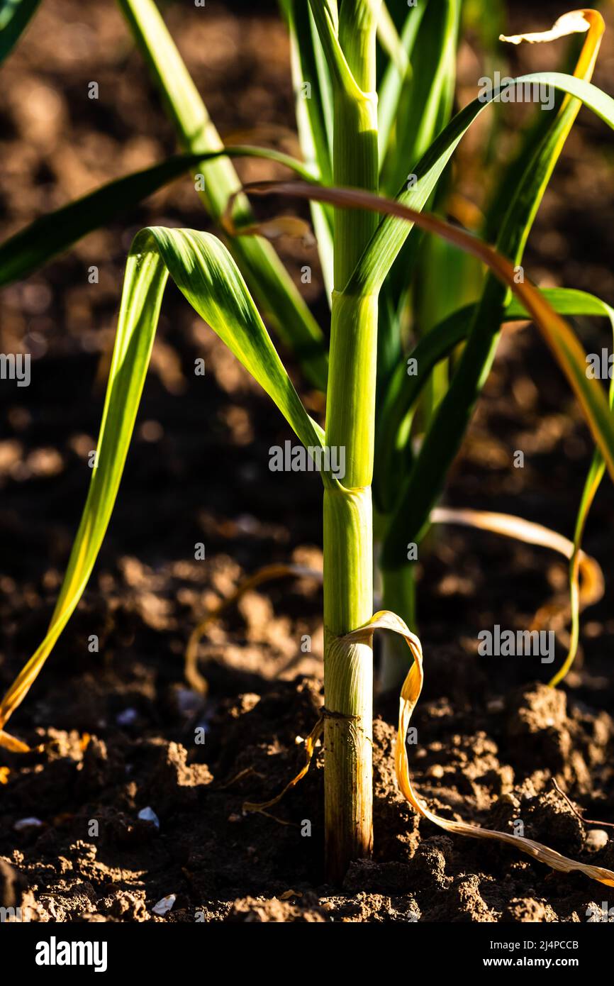 Spring onions grown in vegetable garden plots, Organically grown onions ...