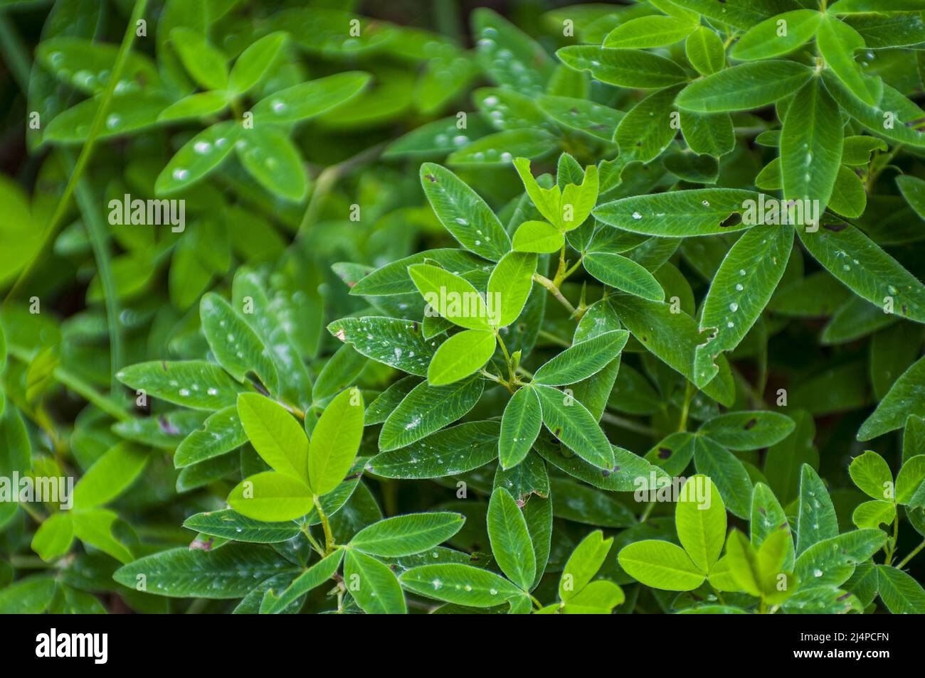 Beautiful fresh clover leaves with morning dew and water droplets. Cool ...