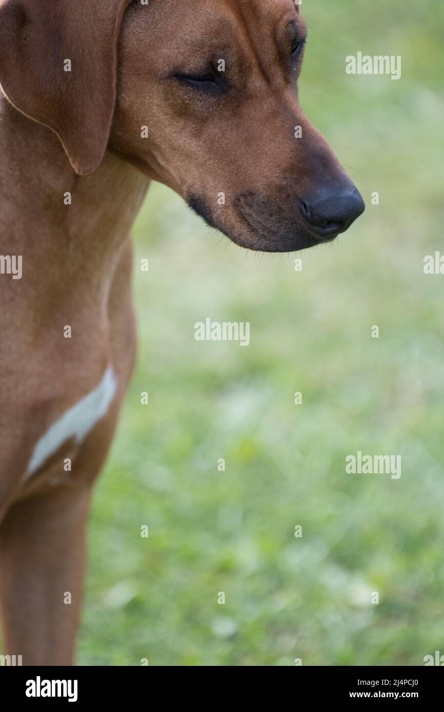 Rhodesian Ridgeback portrait in profile Stock Photo - Alamy