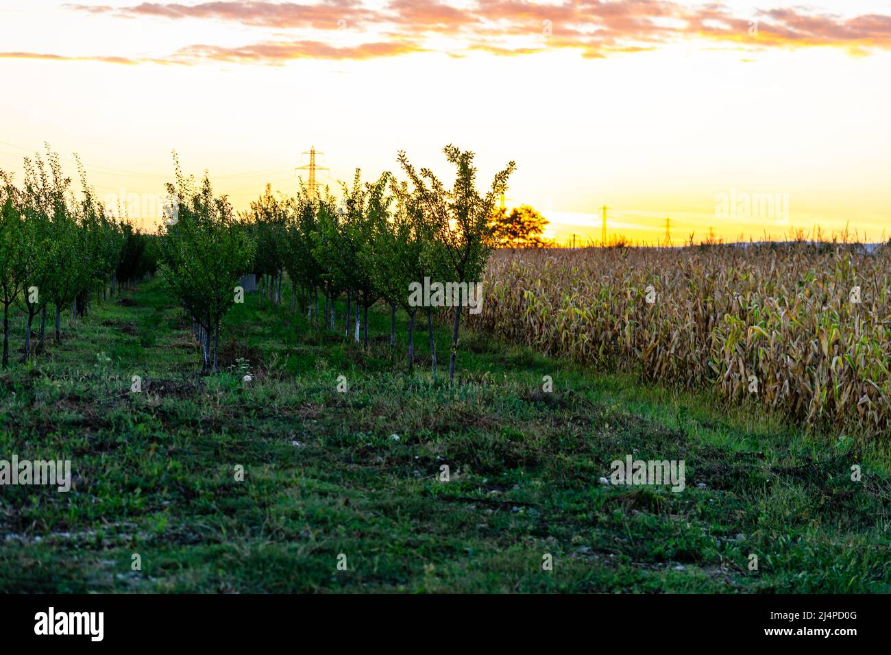 Corn plantation food. Corn field in agricultural garden Stock Photo - Alamy