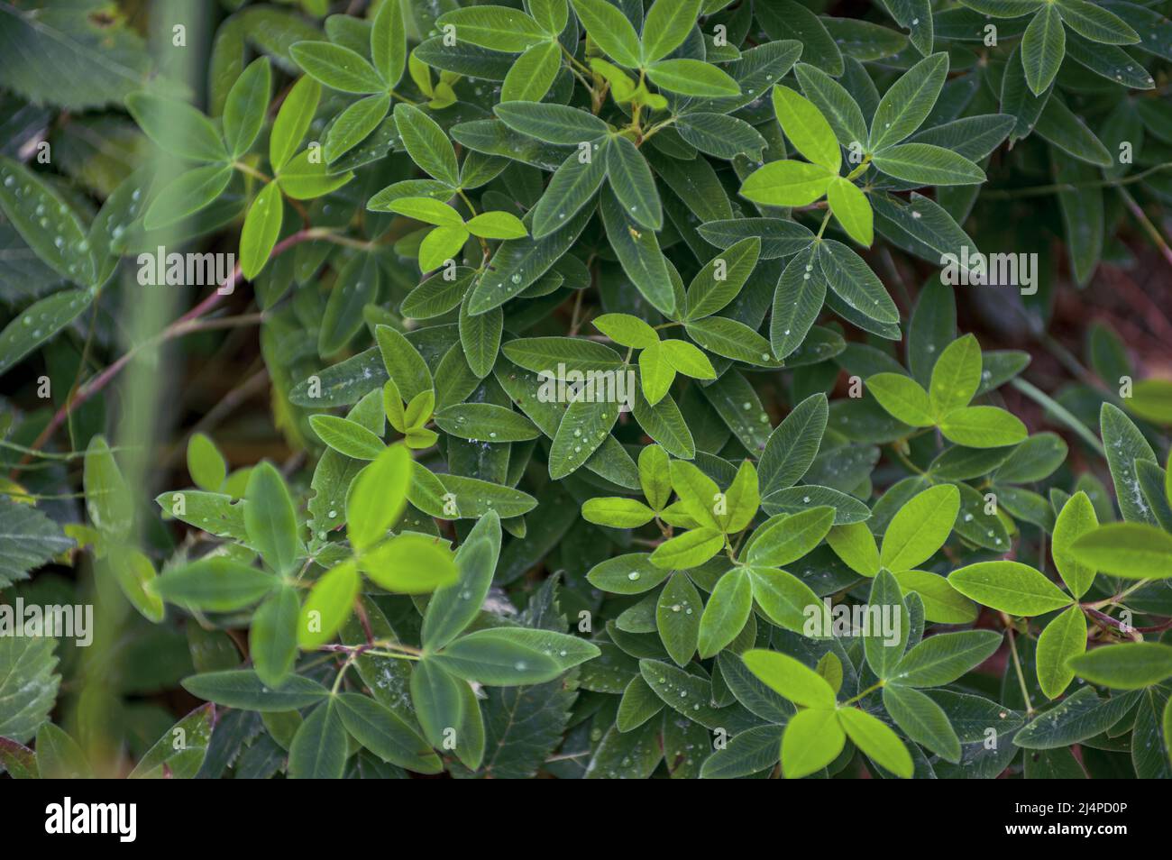 Beautiful fresh clover leaves with morning dew and water droplets. Cool ...