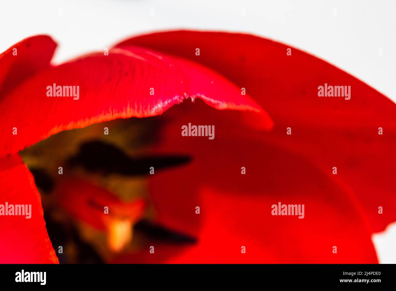 Macro shot of a red tulip isolated, tulip pistil close up. Details of a red tulip flower Stock ...