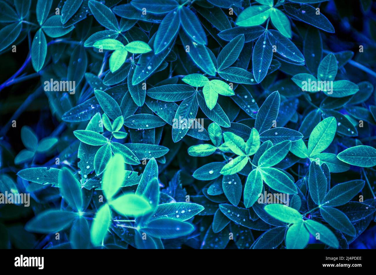 Beautiful fresh clover leaves with morning dew and water droplets. Cool ...