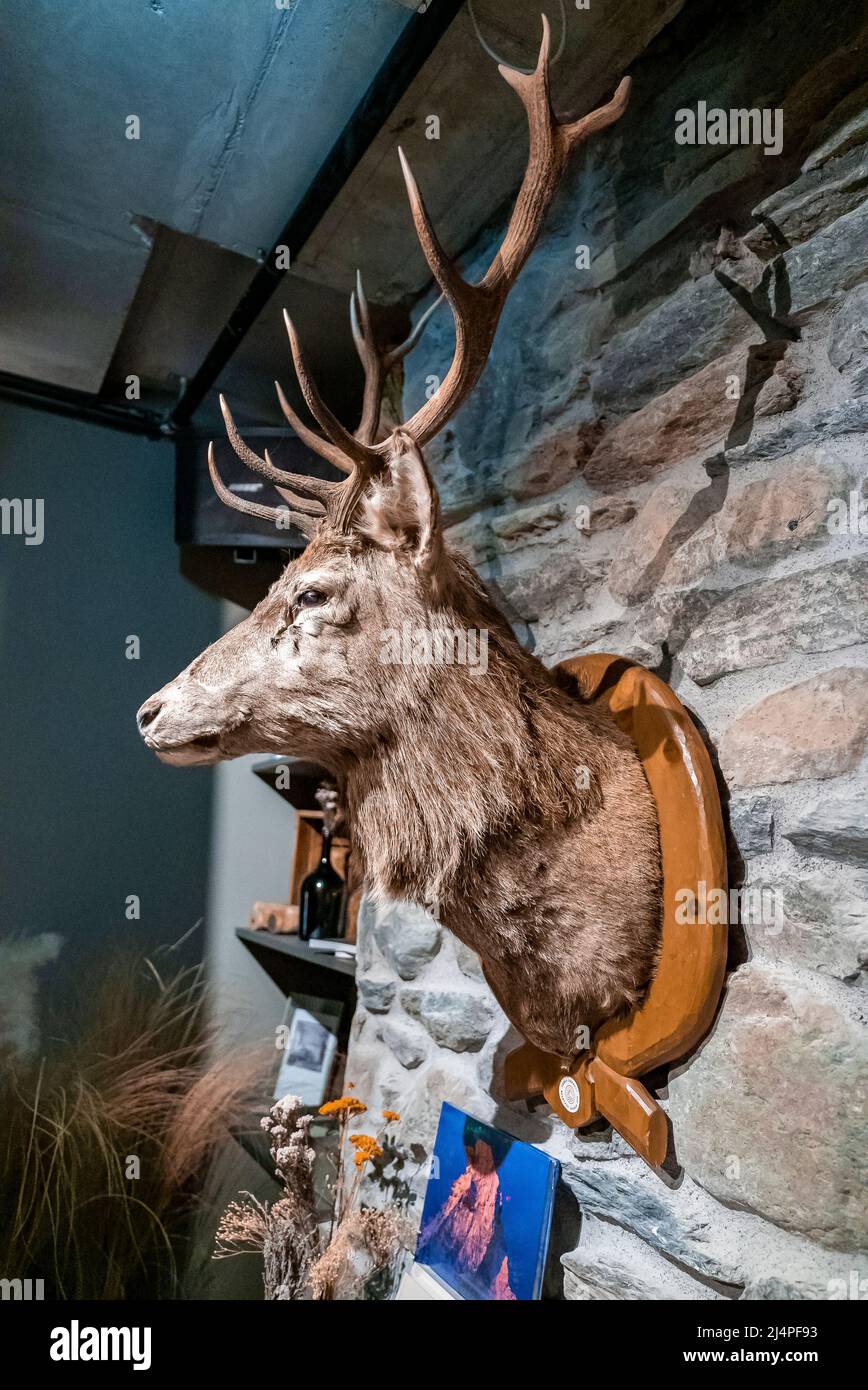 Close-up of taxidermy deer head mounted on stone wall in resort Stock ...
