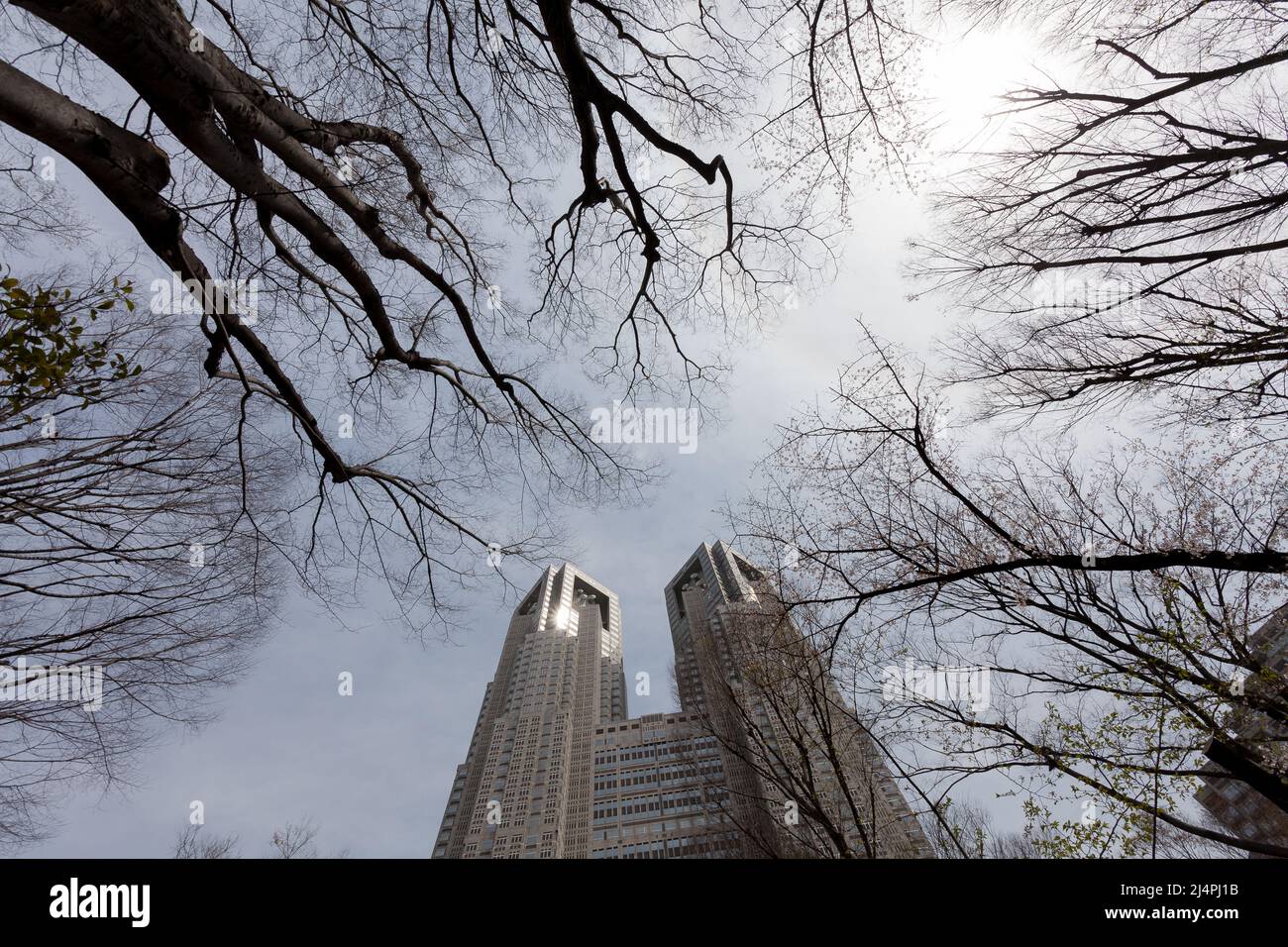 The towers of the Tokyo Metropolitan Government Building behind spring ...