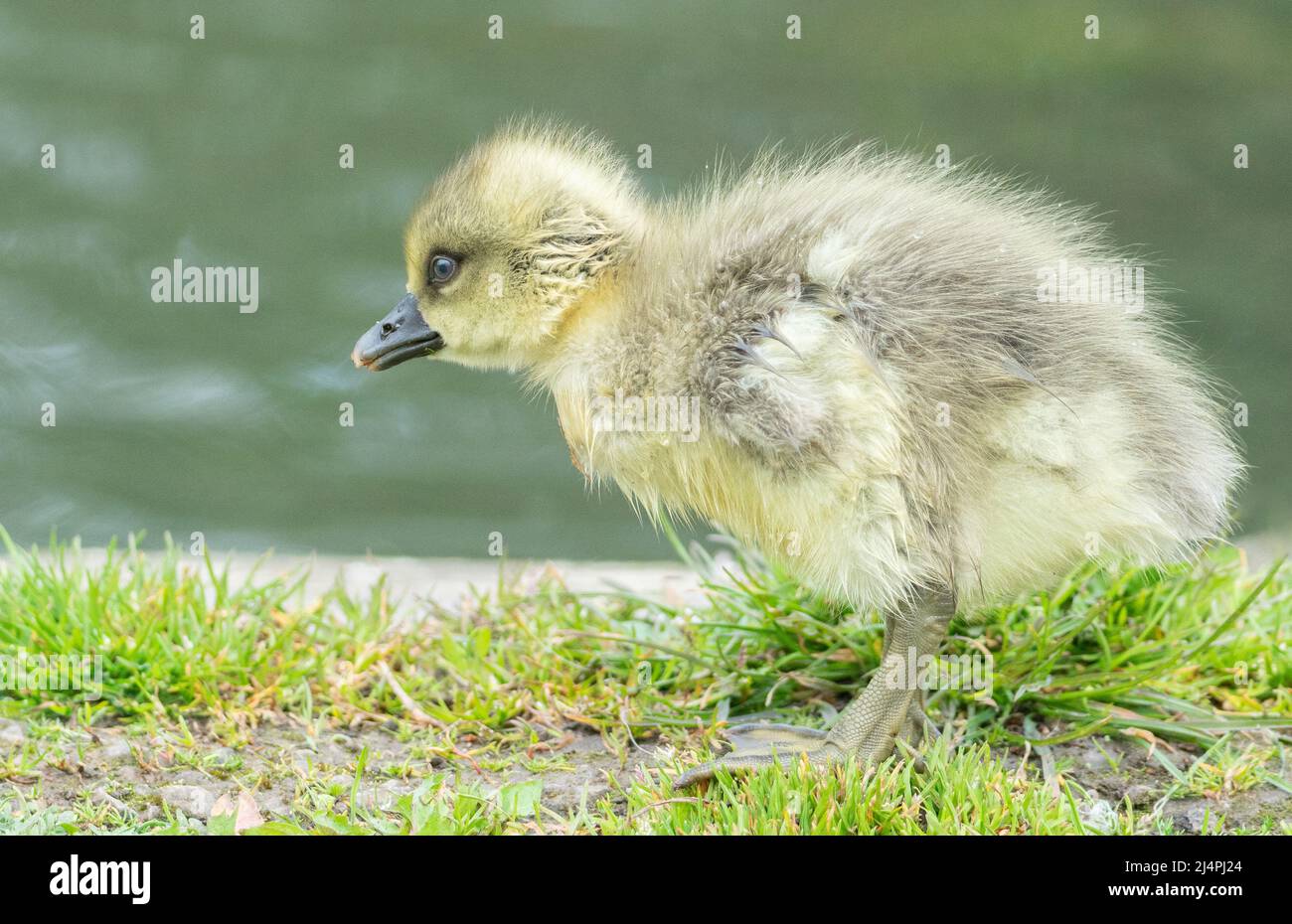 Mansbridge hi-res stock photography and images - Alamy