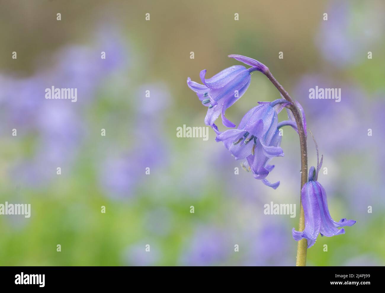 Bluebells in cemetery hi-res stock photography and images - Alamy
