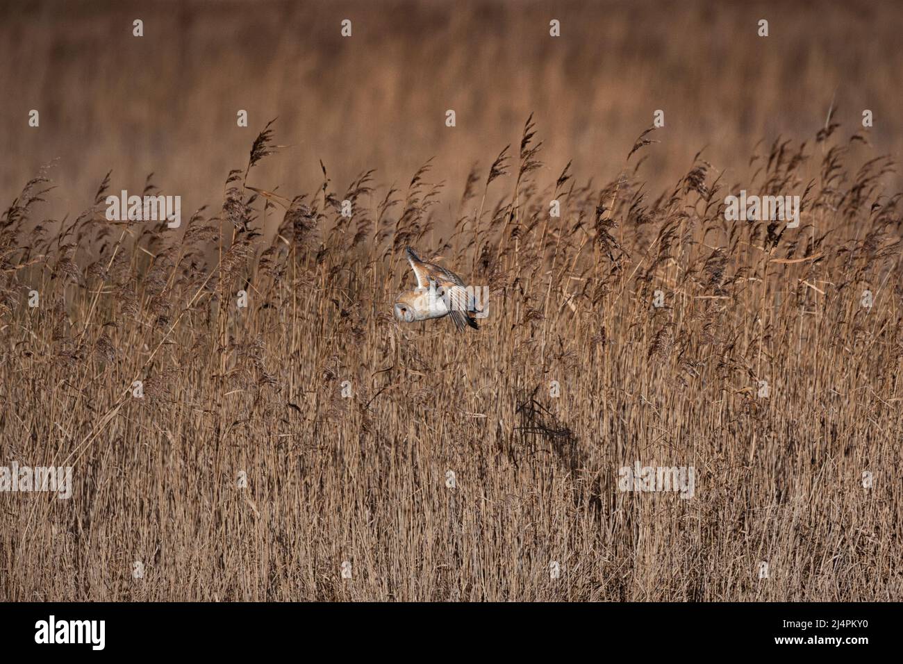 Barn Owl dropping into the reed beds, North Norfolk, East Anglia, UK ...