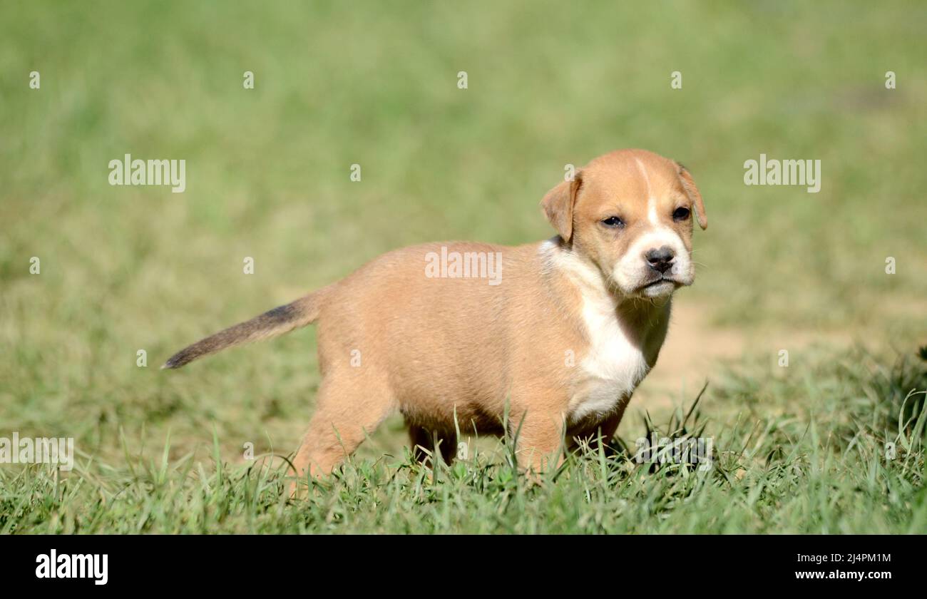 cute mixed breed puppies of staffy Stock Photo - Alamy