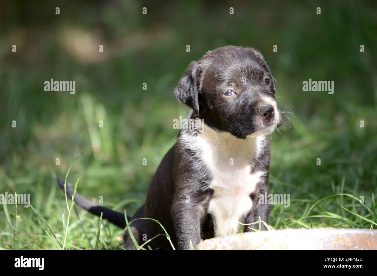 cute mixed breed puppies of staffy Stock Photo - Alamy