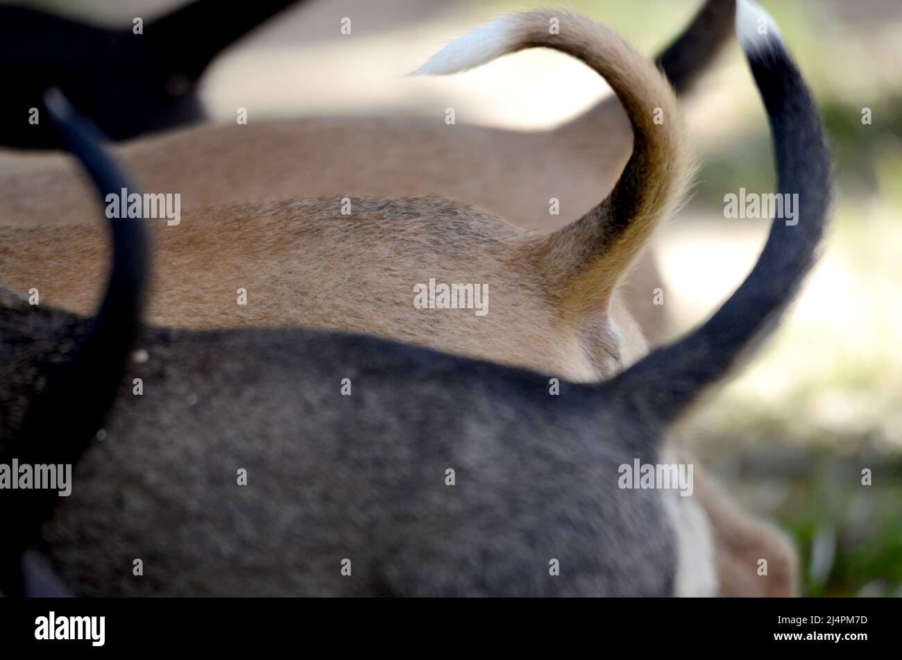 cute puppies tails Stock Photo - Alamy