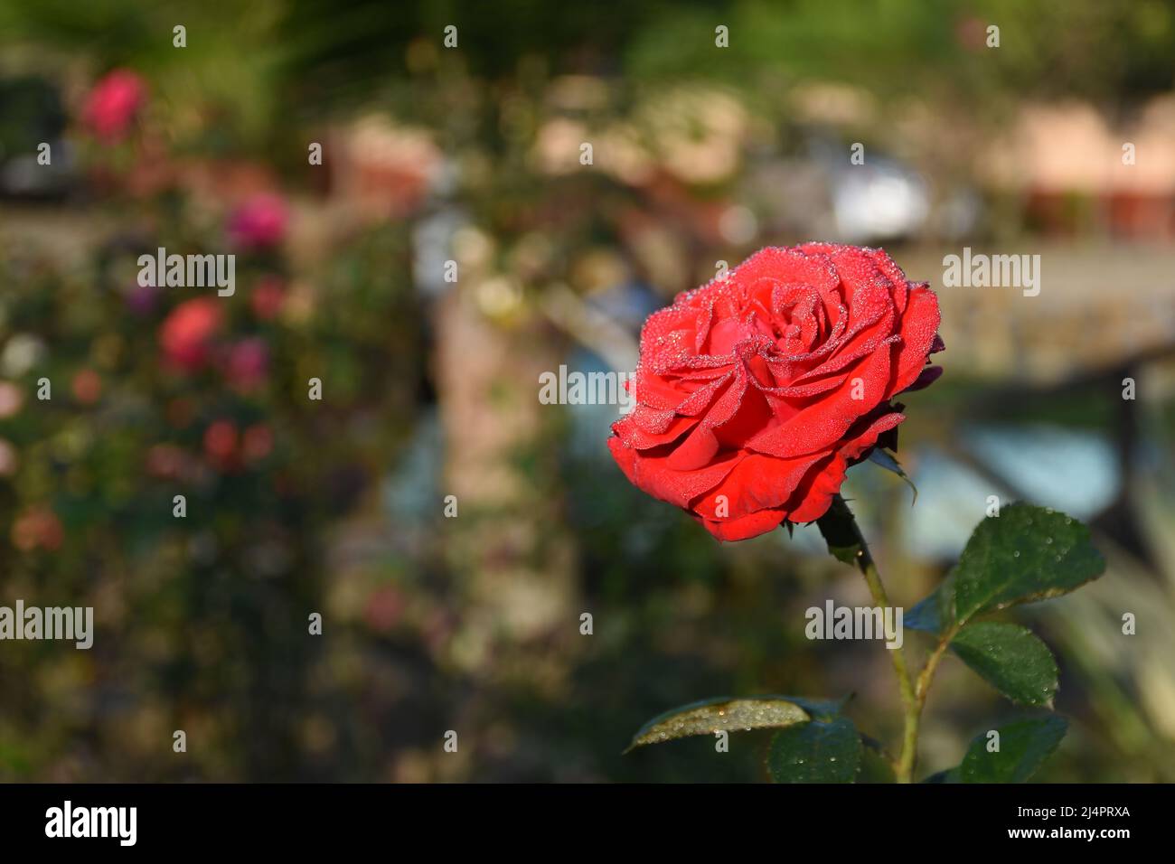 Red rose in sunlight hi-res stock photography and images - Alamy
