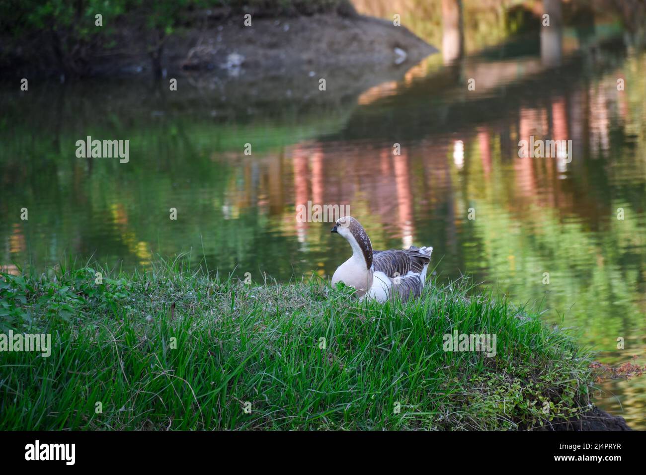 Chinese geese are light-weight, graceful birds. They have a long ...