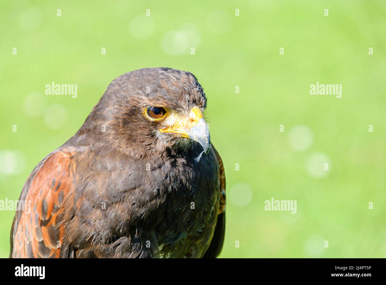 Harris's Harris Hawk in captivity showing head, eyes and beak Stock ...